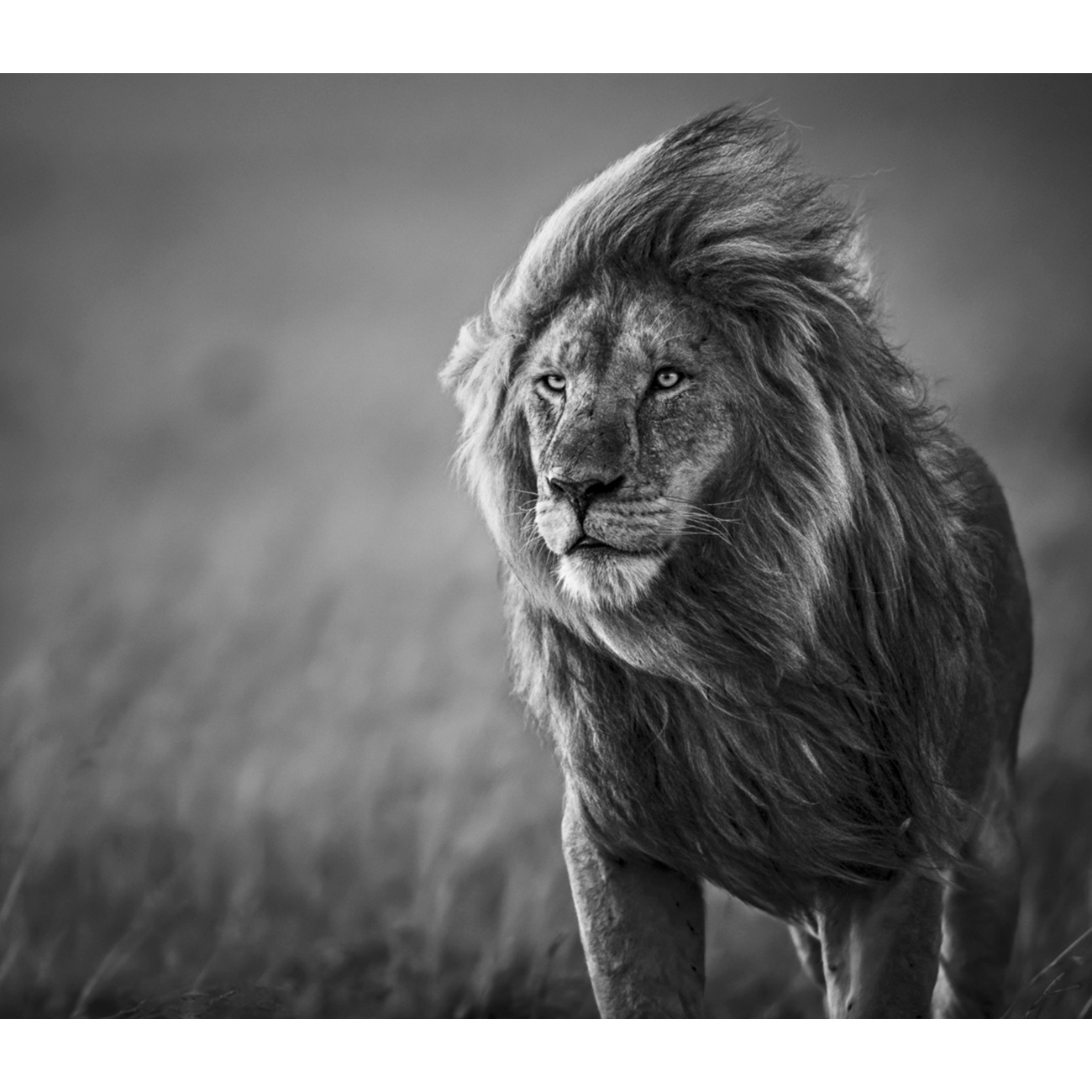 Wind Lions Head